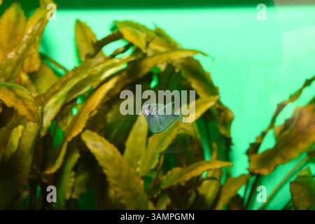 A Silver Hatchetfish swims Stock Photo - Alamy