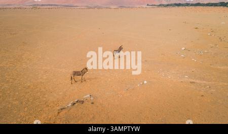 Aerial view of two donkeys in the desert of Sharjah, U.A.E Stock Photo ...