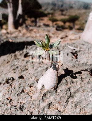 Dragon blood tree and bottle tree on rocky terrain in Diksam Plateau ...