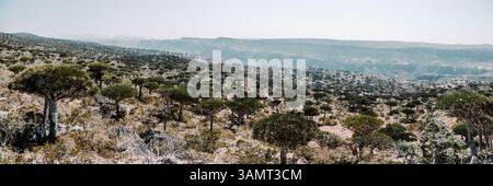 Dragon blood trees densely populate the rocky Diksam Plateau in Socotra ...