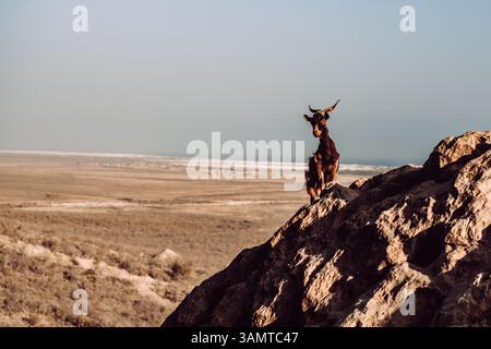 Goat perched on rocky cliff near Dogub Cave, Socotra Island, Yemen ...
