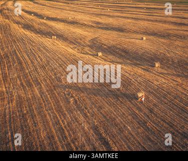 beautiful aerial view of hay bales in agriculture field Stock Photo - Alamy