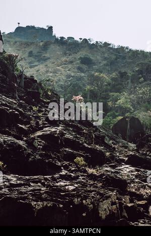Socotran Desert Rose Adenium Obesum Socotranum Socotra Island Yemen ...