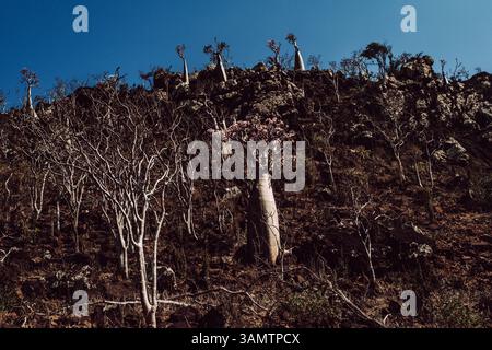 Socotran Desert Rose Adenium Obesum Socotranum Socotra Island Yemen ...