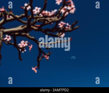 Socotran Desert Rose Adenium Obesum Socotranum Socotra Island Yemen ...