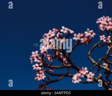 Socotran Desert Rose Adenium Obesum Socotranum Socotra Island Yemen ...