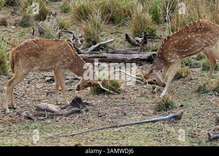 Two young chital deer fighting in Ranthambore National Park, India ...
