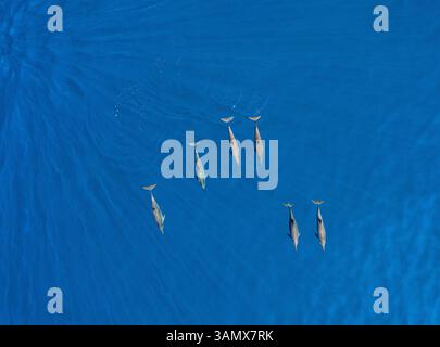 Beautiful view of dolphins in the Mediterranean sea Stock Photo - Alamy