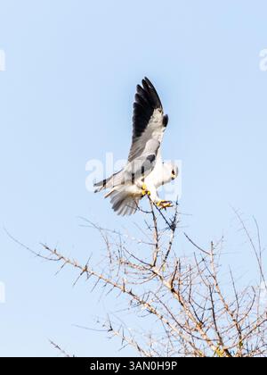 Two courting black-winged kites, one perched on a small thorn bush and ...