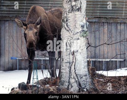 A moose grazes on a birch tree, seemingly unfazed by its urban ...