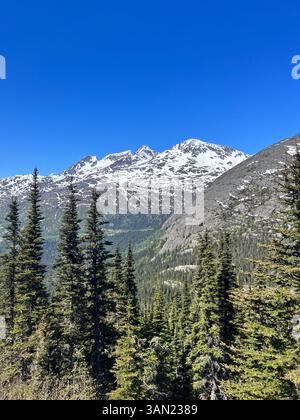 Towering trees and rocky terrain under a blue sky with scattered white ...