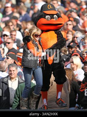 The Oriole Bird, mascot of the Baltimore Orioles in action before a ...
