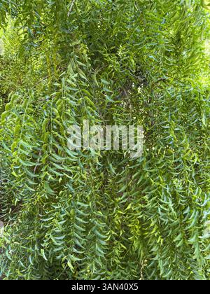 Neem tree leaves, Azadirachta indica, commonly known as neem, nimtree ...