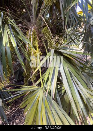 Brittle thatch palm (Leucothrinax morrisii), Hispaniola Stock Photo - Alamy