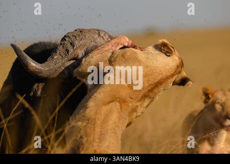 Lion hunting Cape buffalo, Masai Mara, Kenya Stock Photo - Alamy