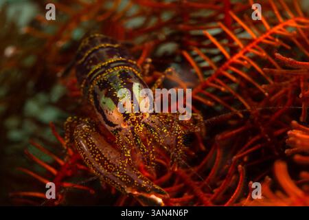 Crinoid Snapping Shrimp (Synalpheus stimpsoni) lives underneath ...