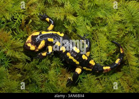 Dec 30, 2008 - Pontevedra, Spain - Fire salamander (Salamandra ...
