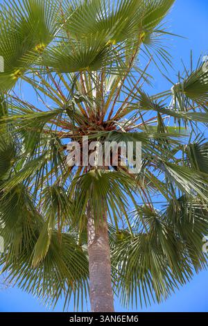 Borassus flabellifer, commonly known as doub palm, palmyra palm, tala ...