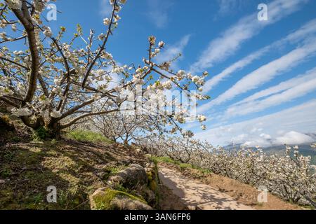 Cherry trees, blossom, springtime, jerte valley (Cáceres) Spain Stock ...