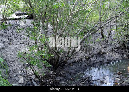 mangrove - mangue in portuguese - is a typical coast ecosystem. state ...