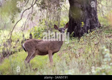 Female deer blends into the oak tree forrest background with tongue ...