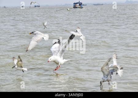 Flock of Seagulls birds fling over water of Chilika lake, puri orissa ...