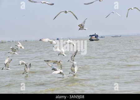 Flock of Seagulls birds fling over water of Chilika lake, puri orissa ...