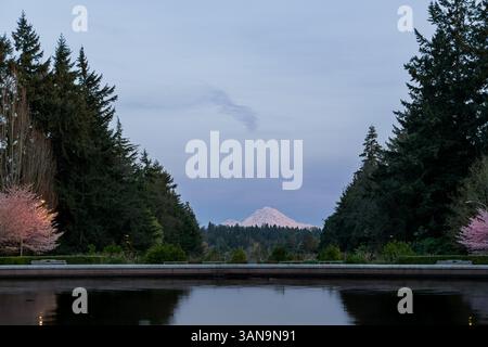 Seattle WA USA - April 7th 2025: UW Cherry Blossom with Mount Rainier ...