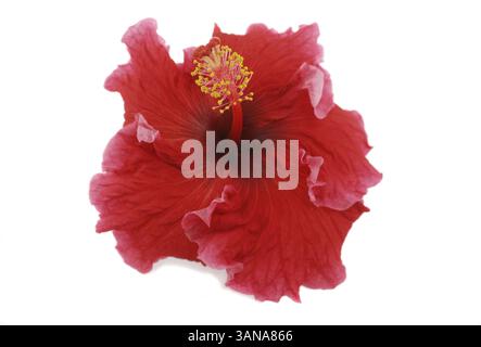 Deep red Hibiscus flower in herbaceous border Stock Photo - Alamy