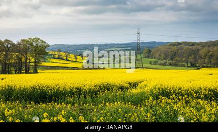 April Rapeseed fields near Crowhurst on the high weald in east Sussex ...