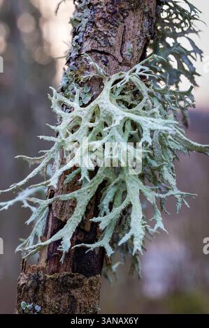 Oakmoss (Evernia prunastri) Fungi Stock Photo - Alamy