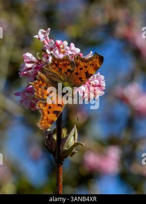 Comma butterfly on winter snowball, Butterfly on winter snowball ...