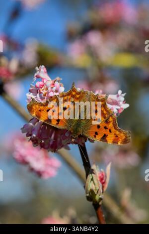 Butterfly on winter snowball viburnum bodnantense Stock Photo - Alamy