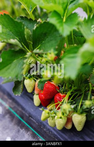 Oberkirch, Germany. 15th Apr, 2025. Ripe and unripe strawberries ...