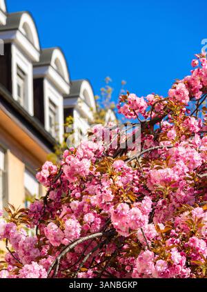 Closeup of a beautiful pink building with vibrant green plants hanging ...
