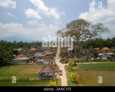 Aerial view of a tree surrounded by rice fields in the village Stock ...