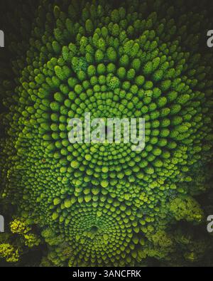 Aerial shot of a circular manmade forest, part of an experiment ...