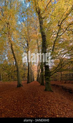 Op Hees country estate, Hees, Soestdijk, Utrecht, Netherlands, Rene van ...