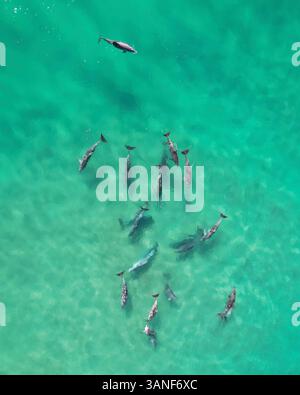 Aerial view of Main Beach with Bottlenose dolphins in Coral Sea, Point ...