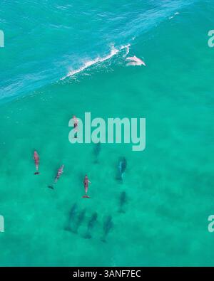 Aerial view of Main Beach with Bottlenose dolphins in Coral Sea, Point ...