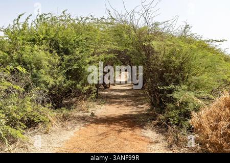 Birds Popenguine Nature Reserve in Senegal Atlantic coastal town Stock ...