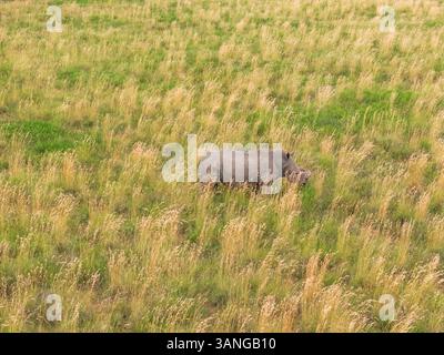 Aerial view of Rhino in Mahikeng Game Reserve, Mafikeng NU, South ...