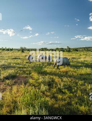 Aerial view of rhinos in the south african savanna (Biome) near ...