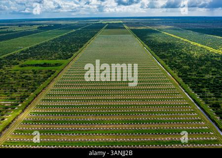 Aerial view of a citrus and lemon trees field in Fellsmere, Florida ...