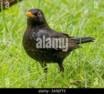 Blackbird (Turdus merula), male, part albinotic, Lower Saxony, Germany ...