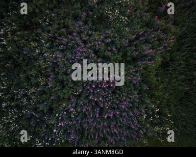 Aerial view of colorful fireweed flowers Stock Photo - Alamy