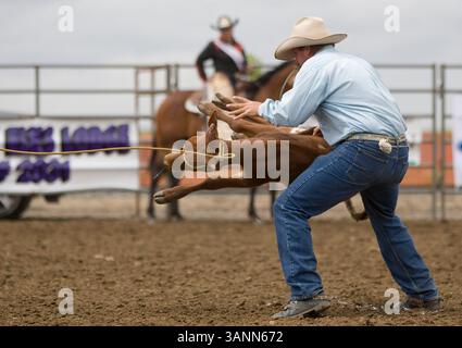 a cowboy competes in the tie-down roping event at a rodeo Stock Photo ...