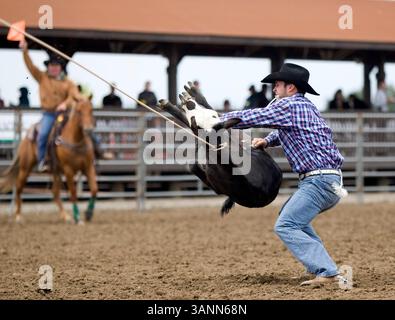 a cowboy competes in the tie-down roping event at a rodeo Stock Photo ...