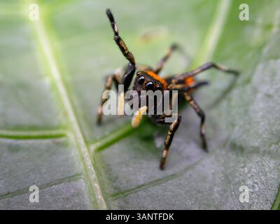 Adult Female Jumping Spider of the Genus Frigga Stock Photo - Alamy