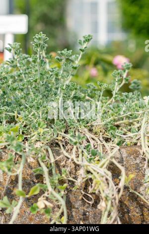 Medicago marina is a plant species of the genus Medicago, common names ...